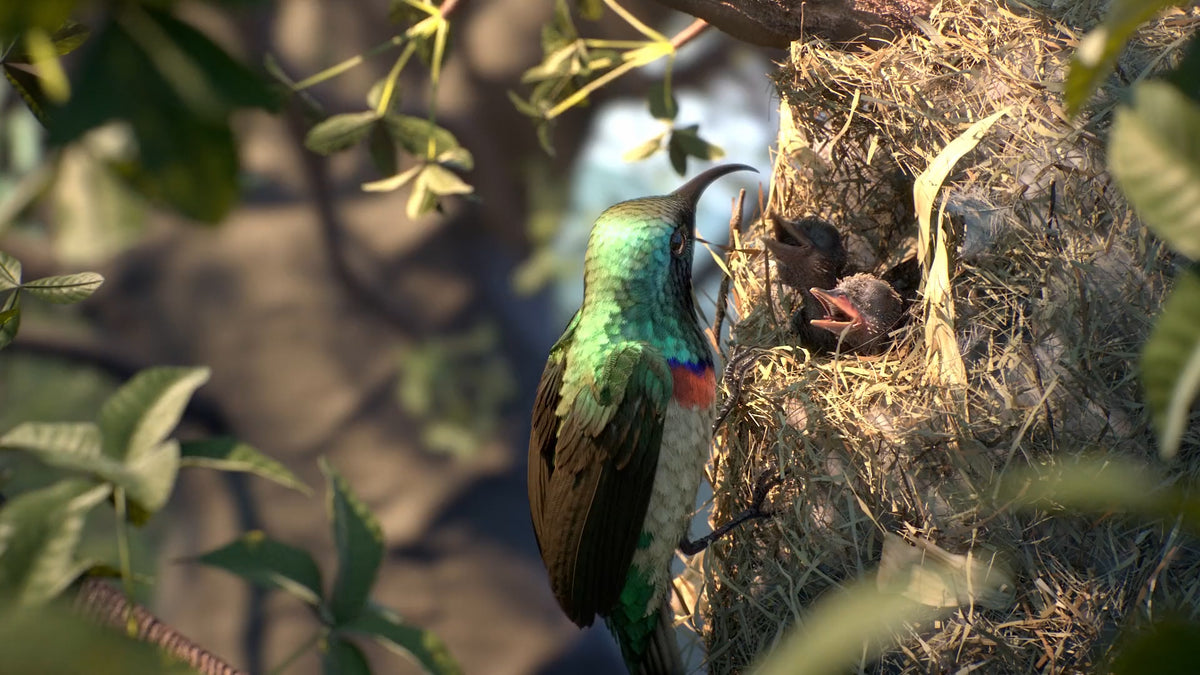 Luma Animation Studio | 3D | VFX | Character animation | Film