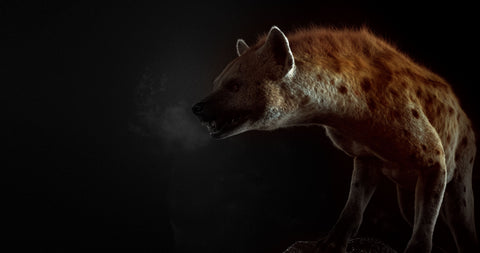 Luma Animation Studio | 3D | VFX | Character animation | Film