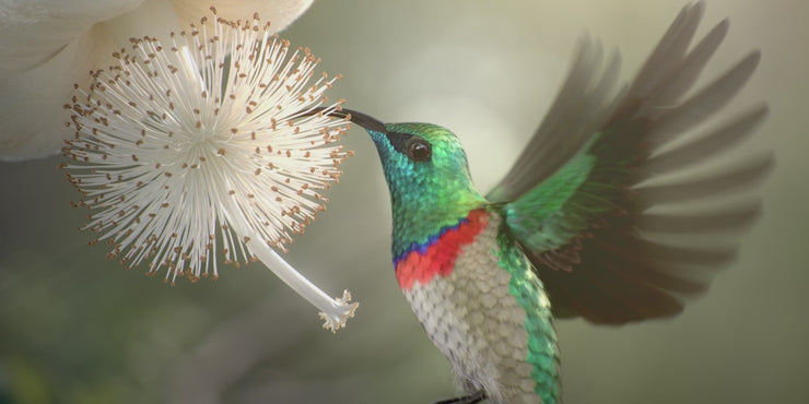 Luma Animation Studio | 3D | VFX | Character animation | Film