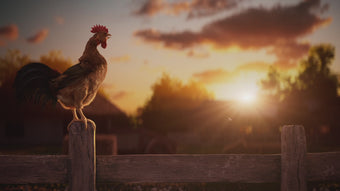 Luma Animation Studio | 3D | VFX | Character animation | Film